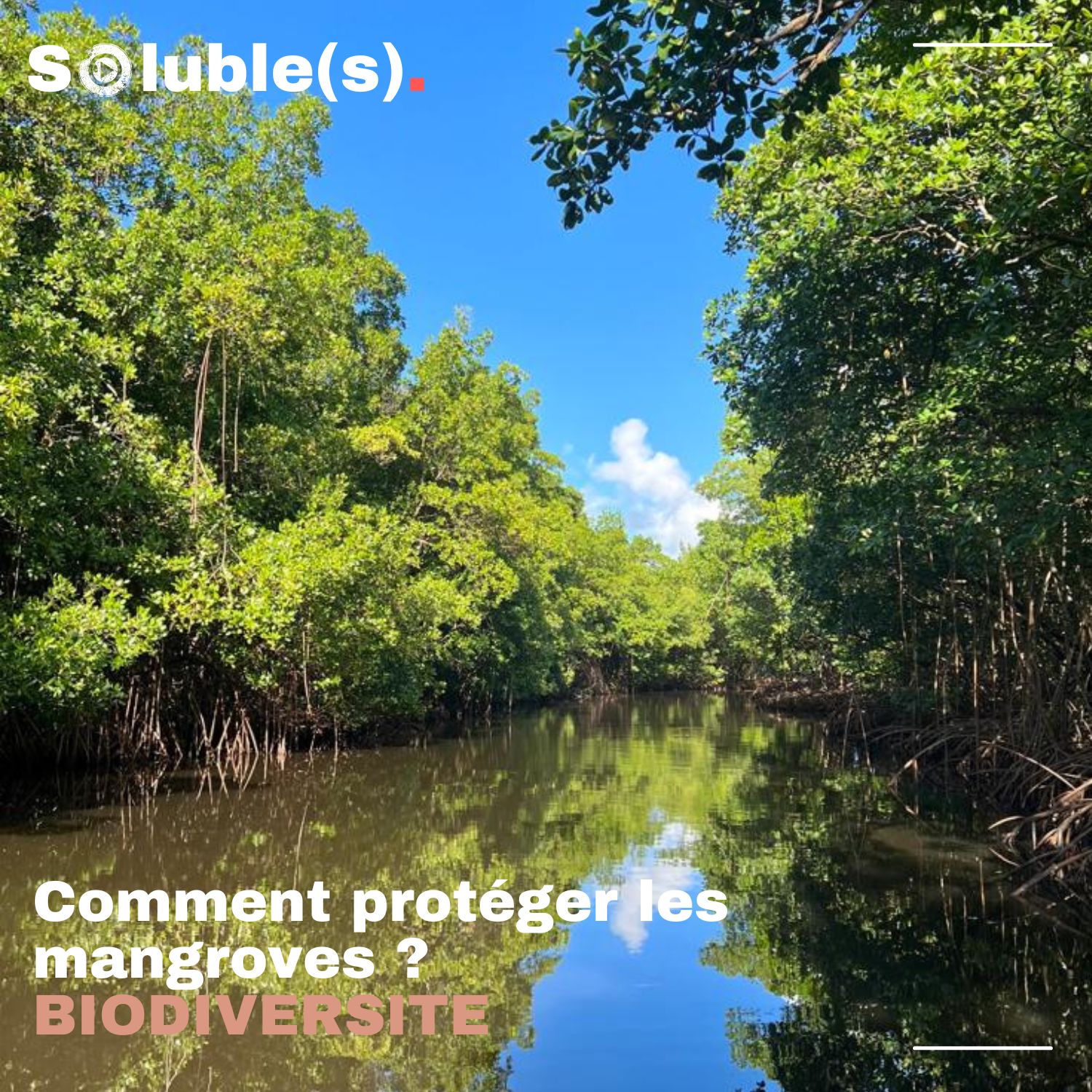 [TRANSCRIPTION] Comment protéger les mangroves ? - cSoluble
