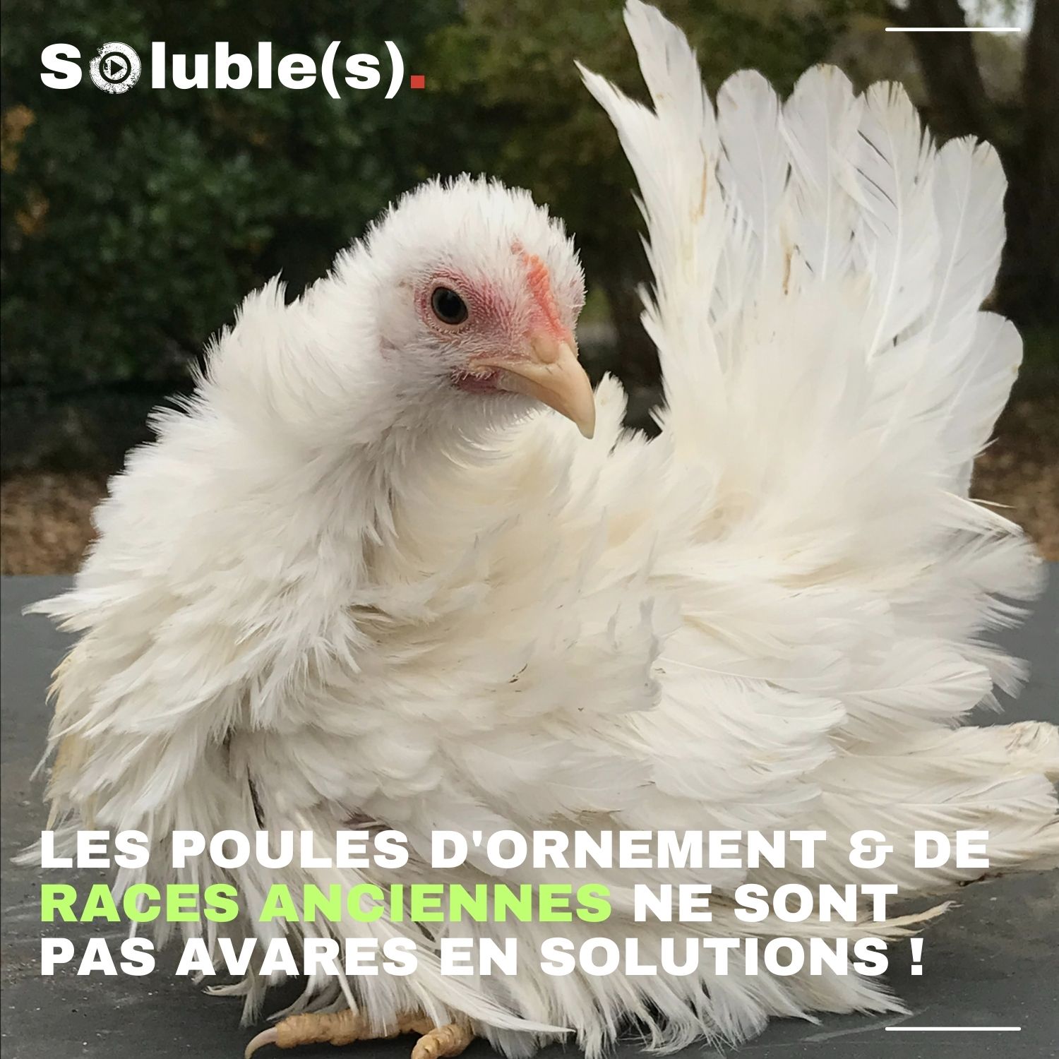 Les poules d'ornement et de races anciennes ne sont pas avares en ...
